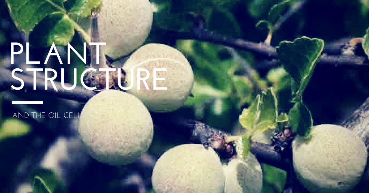 Plant-Structure-and-the-Oil-Cell-Aroma-Hut-Institute | Master Aromatherapy